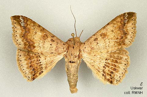 Papua Insects Foundation (Lepidoptera/Erebidae (Erebinae, Hulodini ...